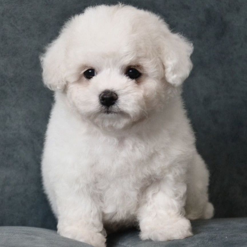 Бишон фризе, щенок