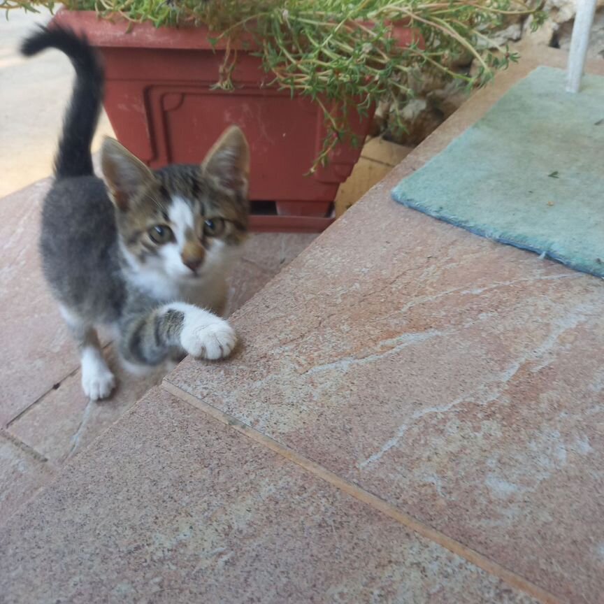Котёнок