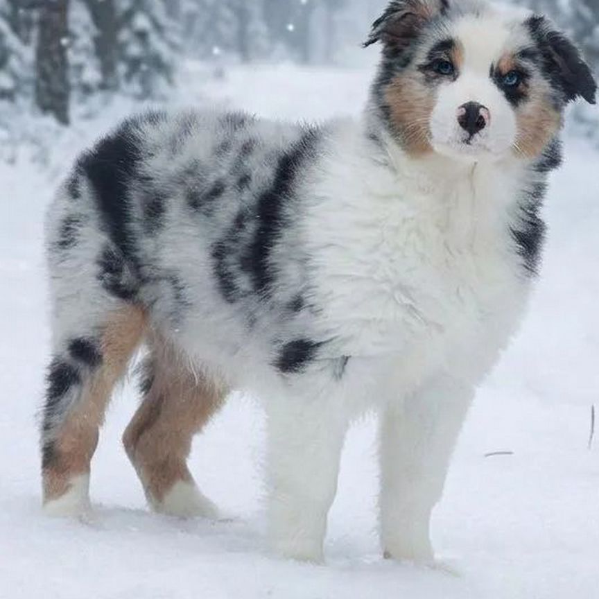 Австралийская овчарка, щенок