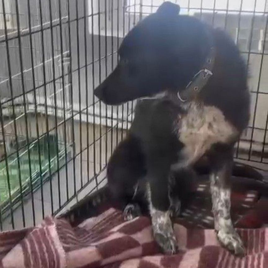 Помогите найти дом спасенной с трассы собаке