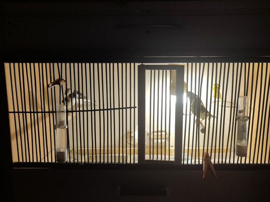 Кенара и канарейки