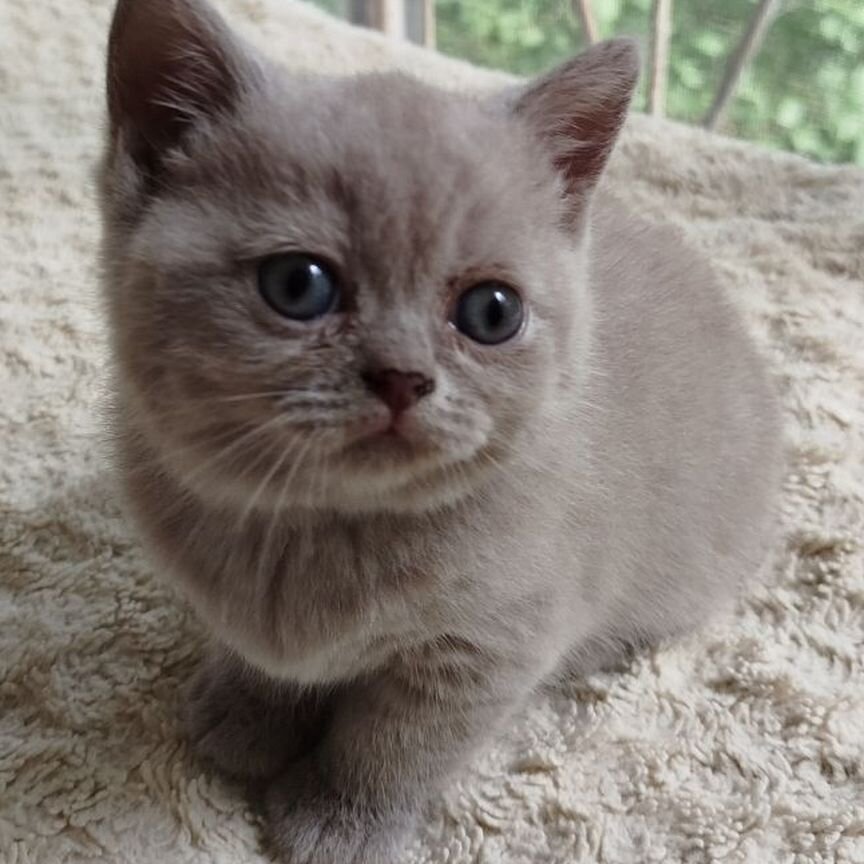 Британские котята