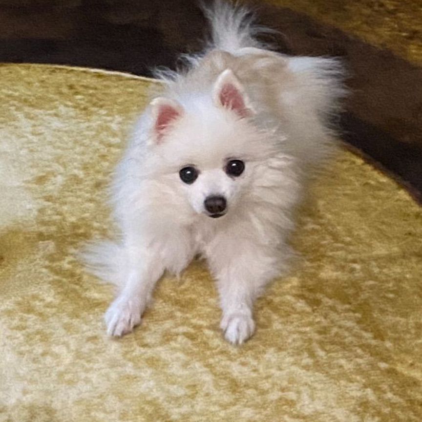 Померанский шпиц мини девочка