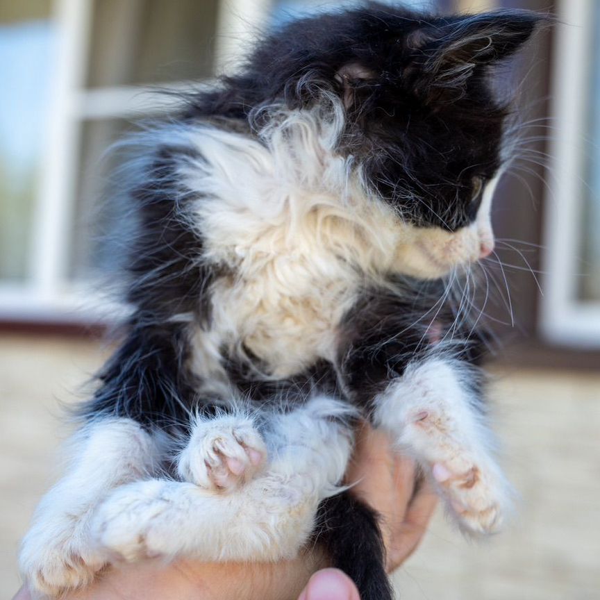 Домашние животные котята