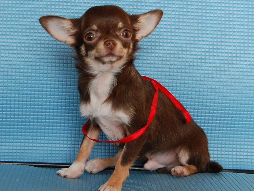 Замечательный шоколадный мини мальчик