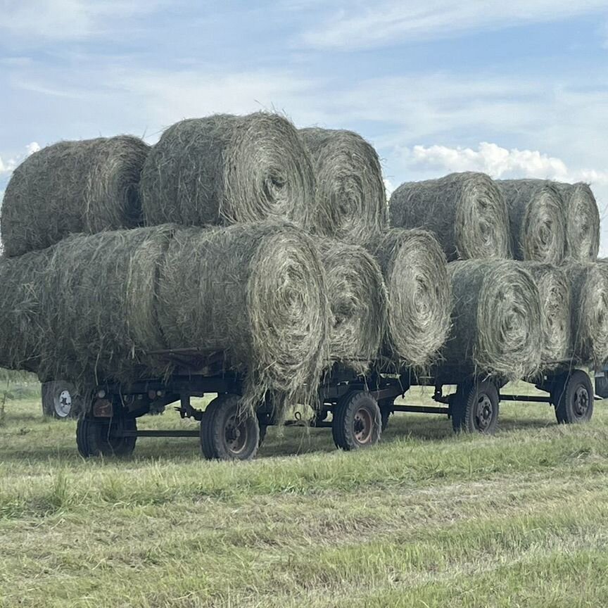 Продам сено в рулонах