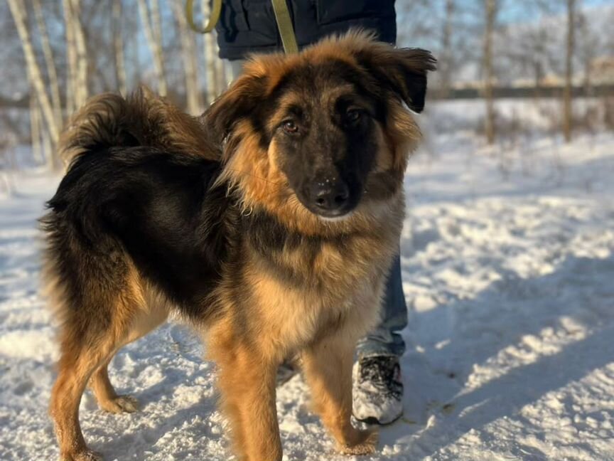Собака из приюта в добрые руки
