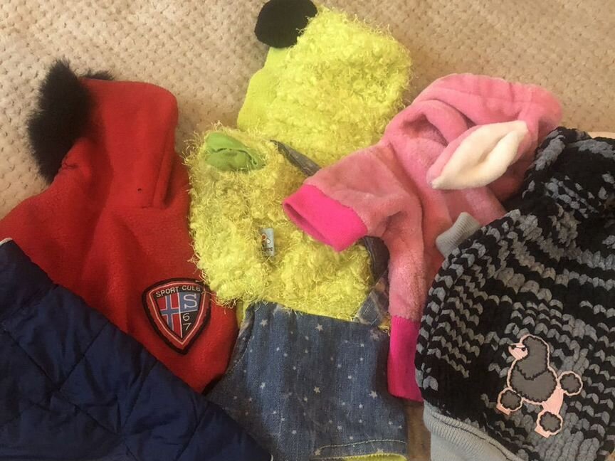 Вещи доя собак