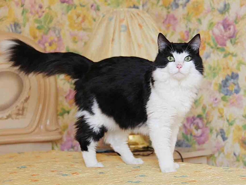 Котик Фунтик, 1 год, кастрирован и привит
