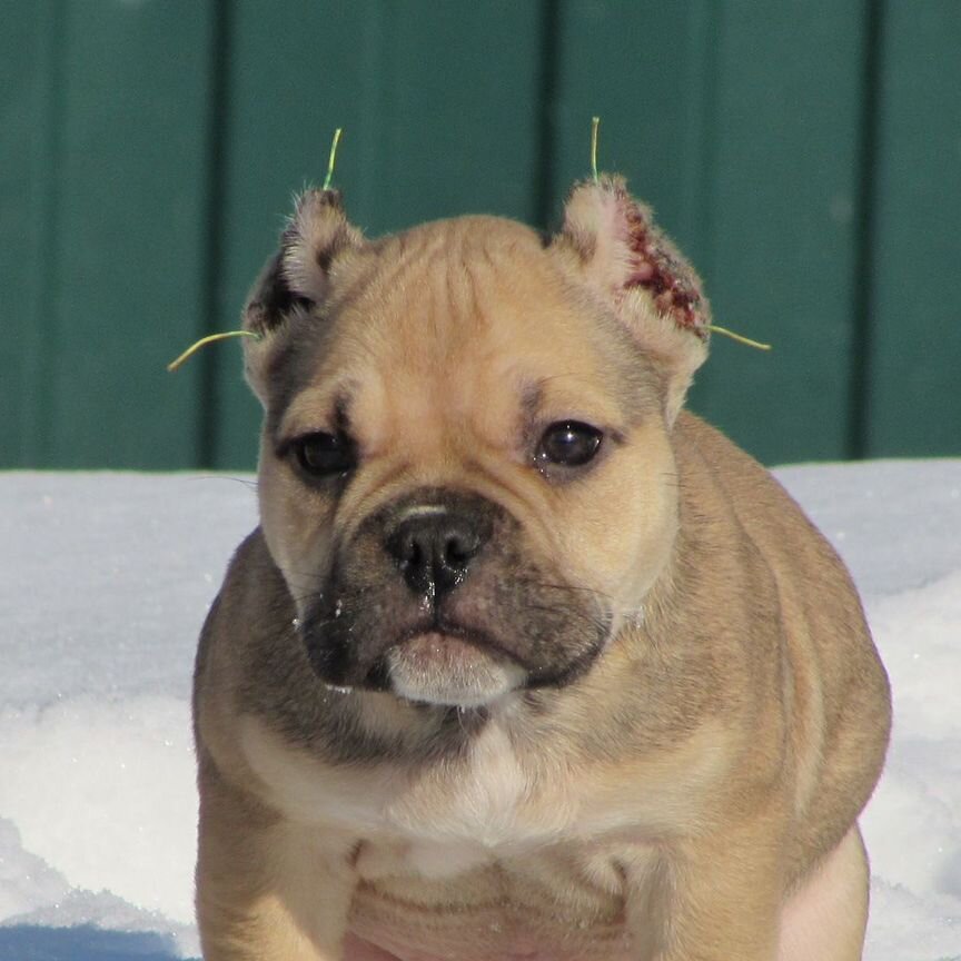 Американский булли сука 1,5 мес