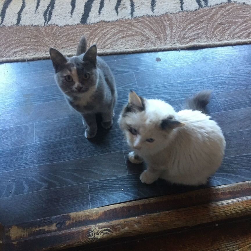 Котята в добрые руки