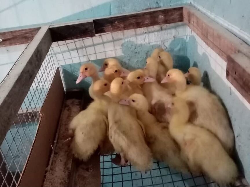 Шептунята (утята мускусной утки)