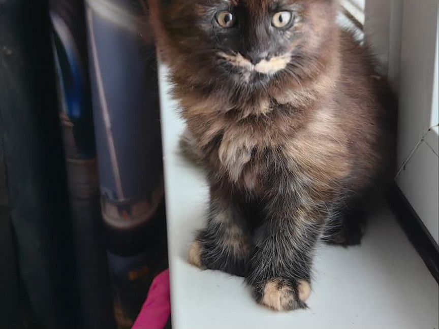 Котёнок мейн-кун девочка полидакт