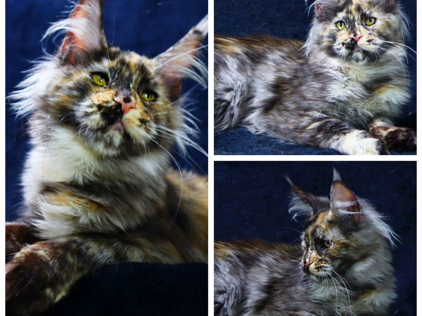 Шикapная котенок Мейн кун