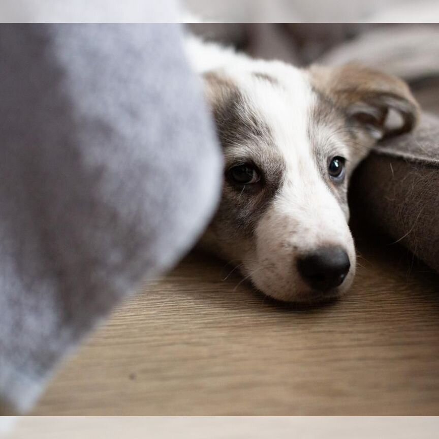 Щенок в добрые руки