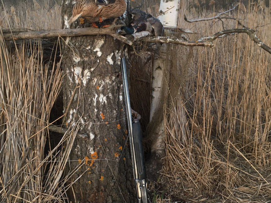 Подсадные утки и селезни