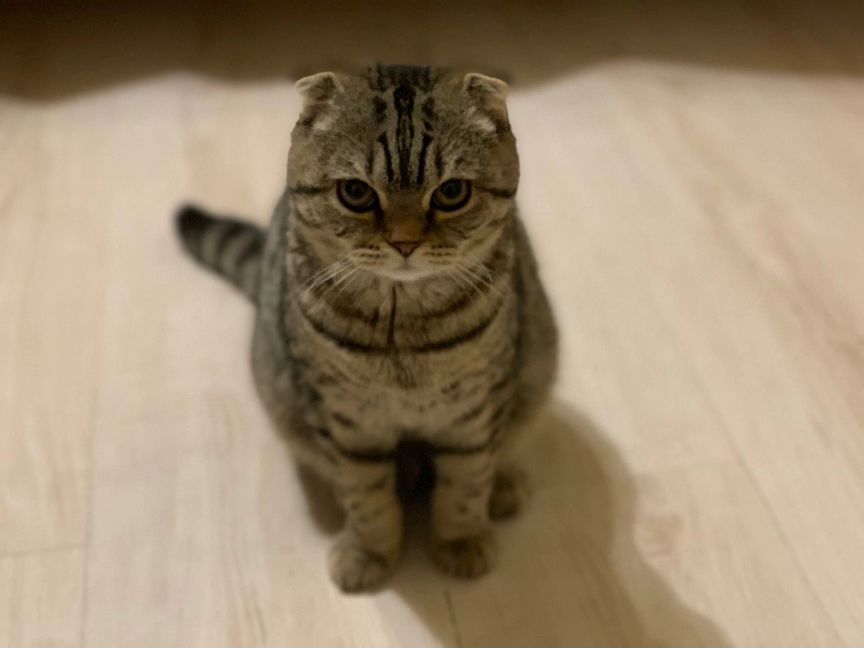 Вязка с шотландским котом