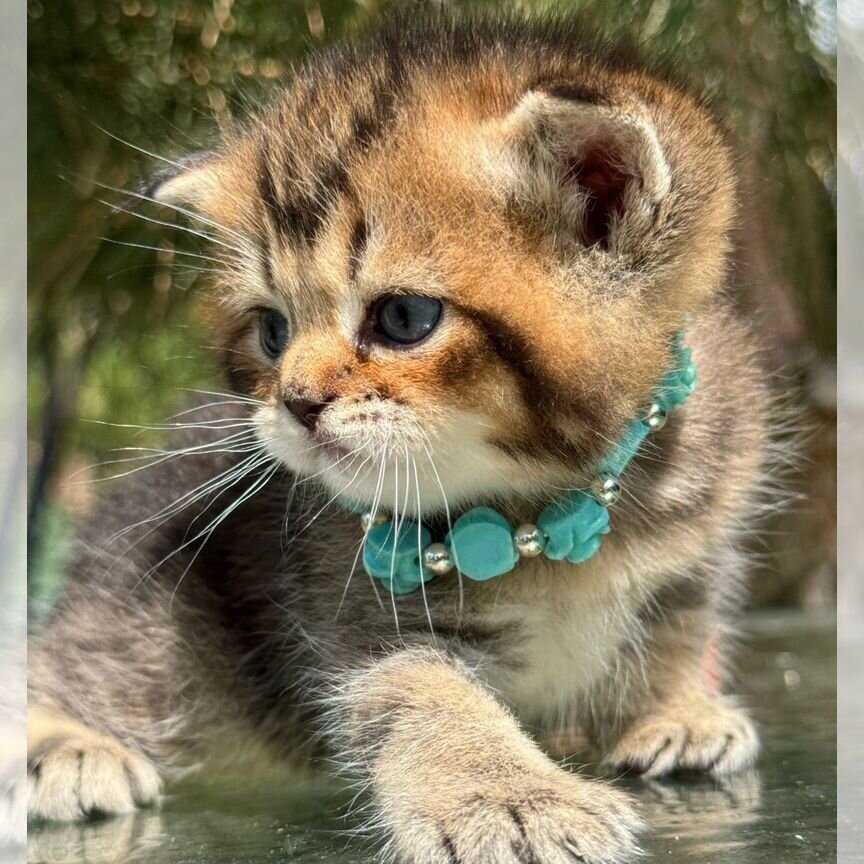 Шотландский прямоухий короткошёрстный котёнок