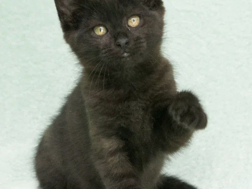 Милашка котенок Эмили 3 месяца в добрые руки