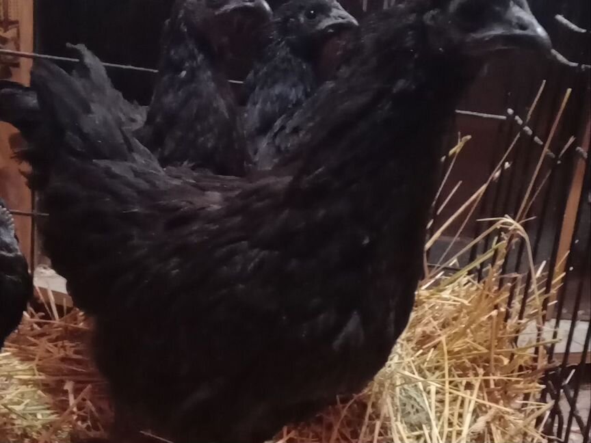 Куры молодки Ухейилюй