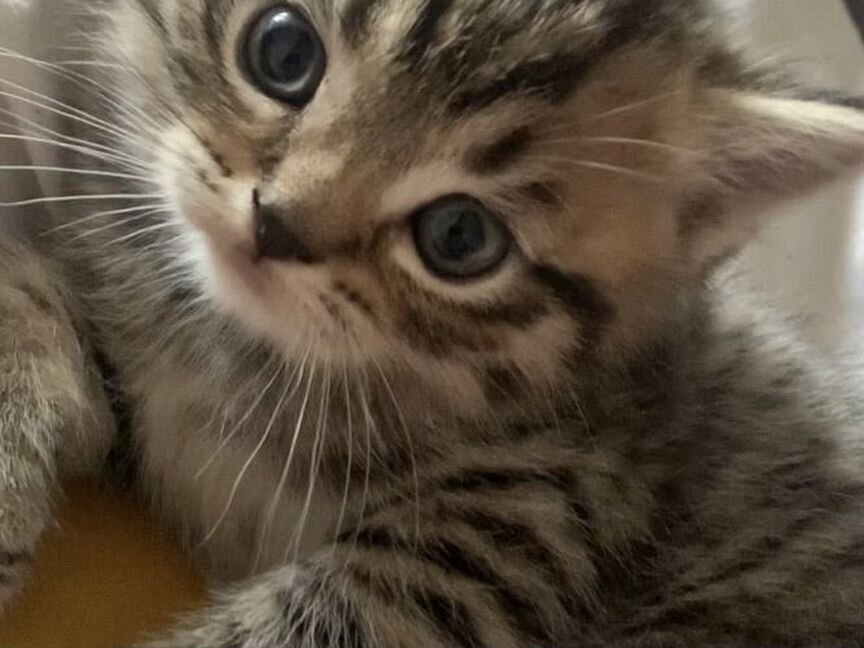 Шотландские котята шиншилла