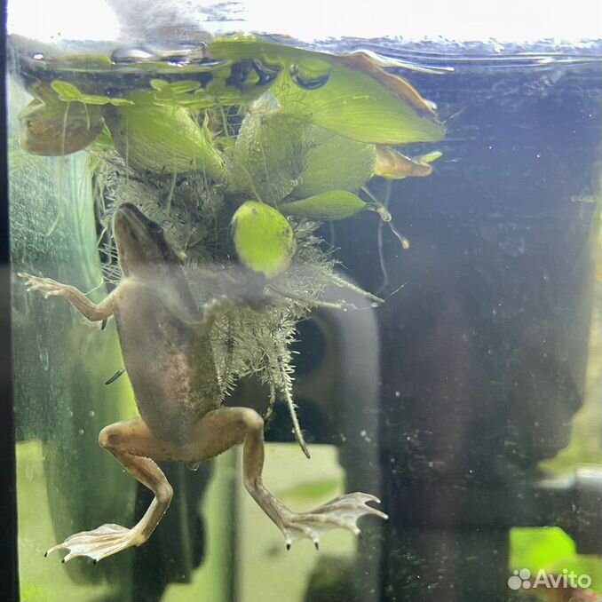 Лягушка гименохирус бесплатно