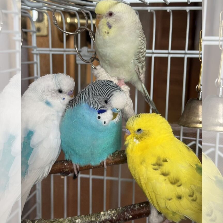 Попугаи волнистые с клеткой