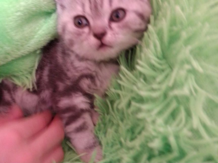 Котенок Шотландский девочка
