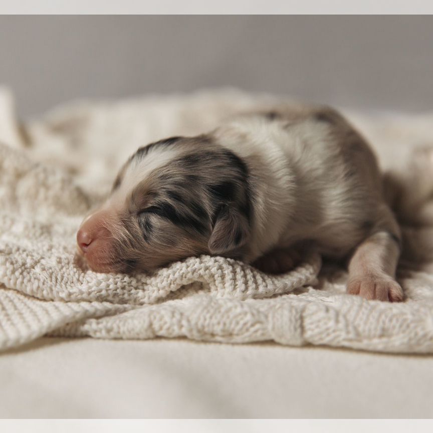 Щенки австралийской овчарки (аусси)