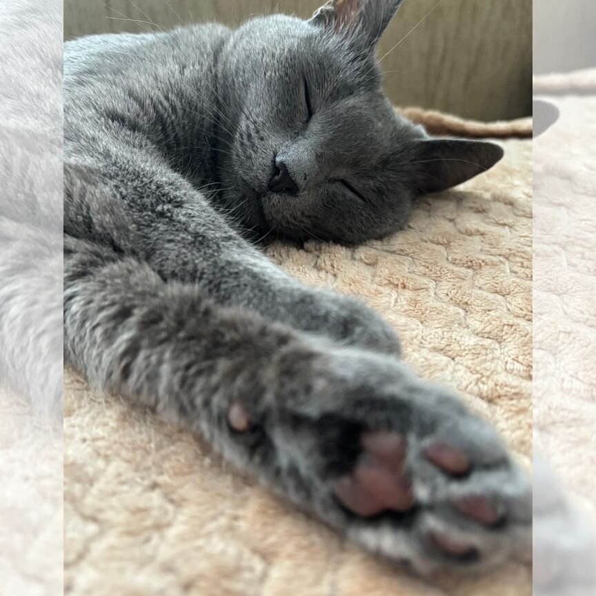 Русская голубая кошка
