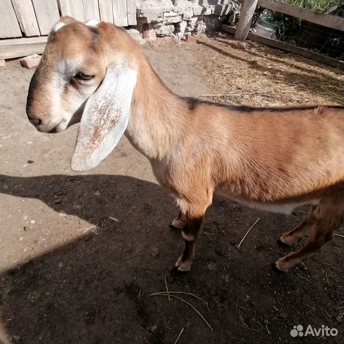 Дойные козы и козлики