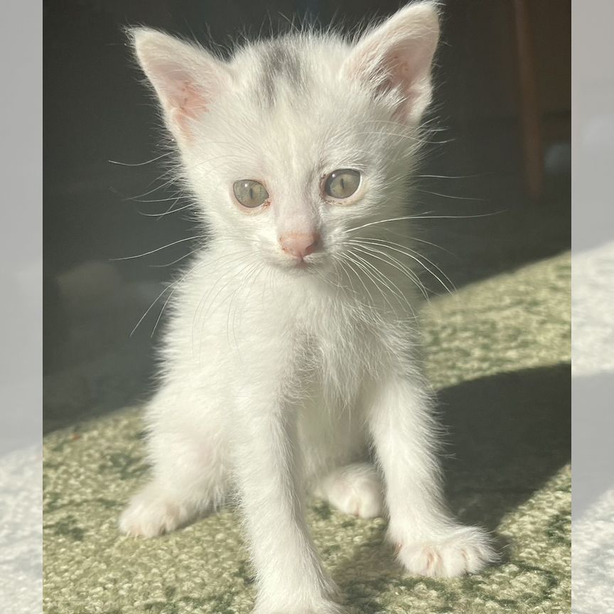 Отдам в добрые руки котенка (девочка)