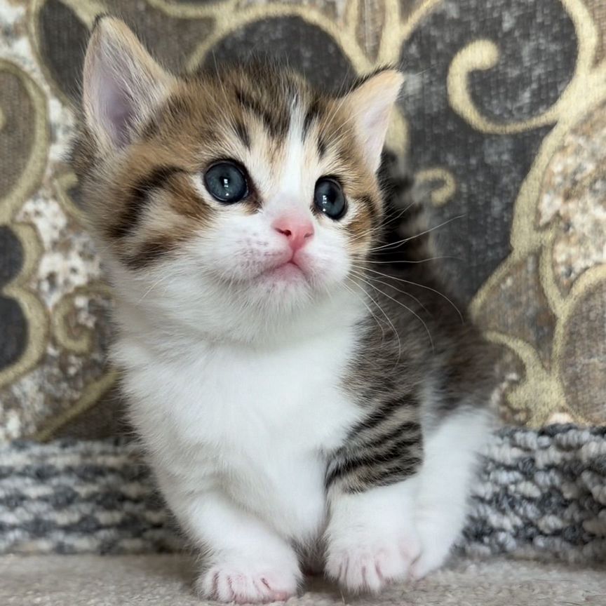 Манчкин котёнок