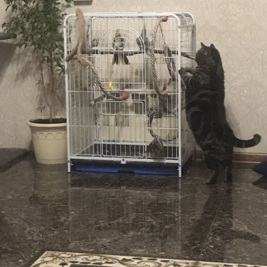 Попугаи корелла с клеткой