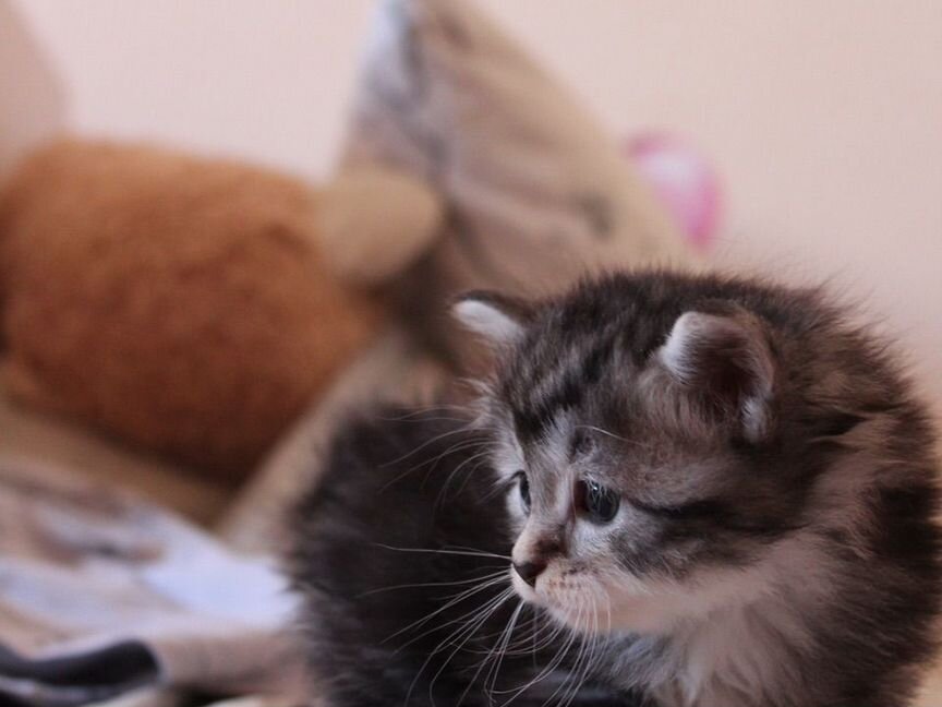 Котята Курильский бобтейл
