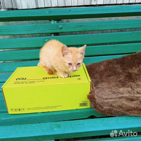Котенок в беде