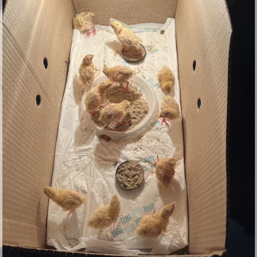 Птенцы перепела от 15 Дмитровская порода