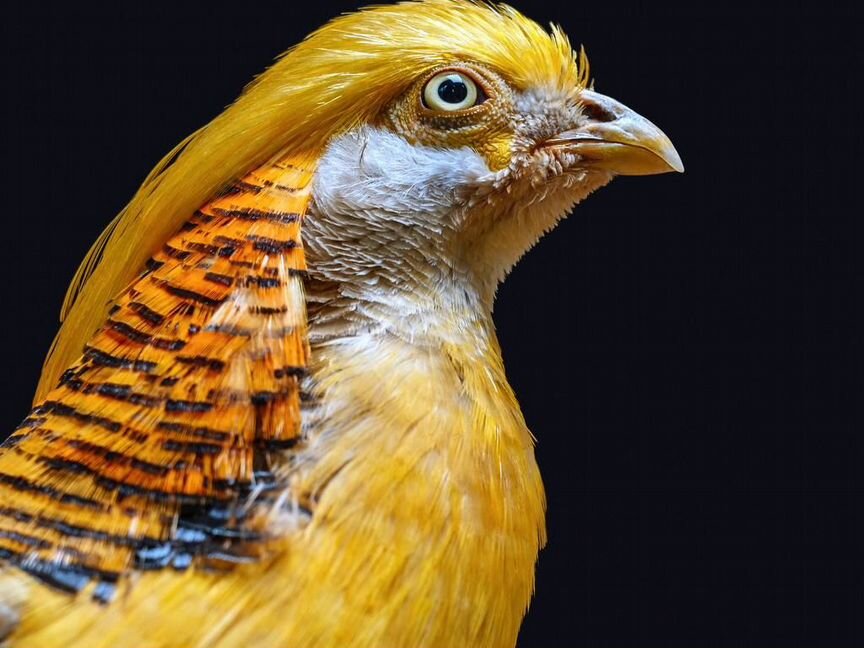 Золотые и Желто-лимонные фазаны на продажу