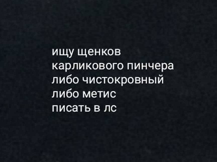 Щенок карликового пинчера