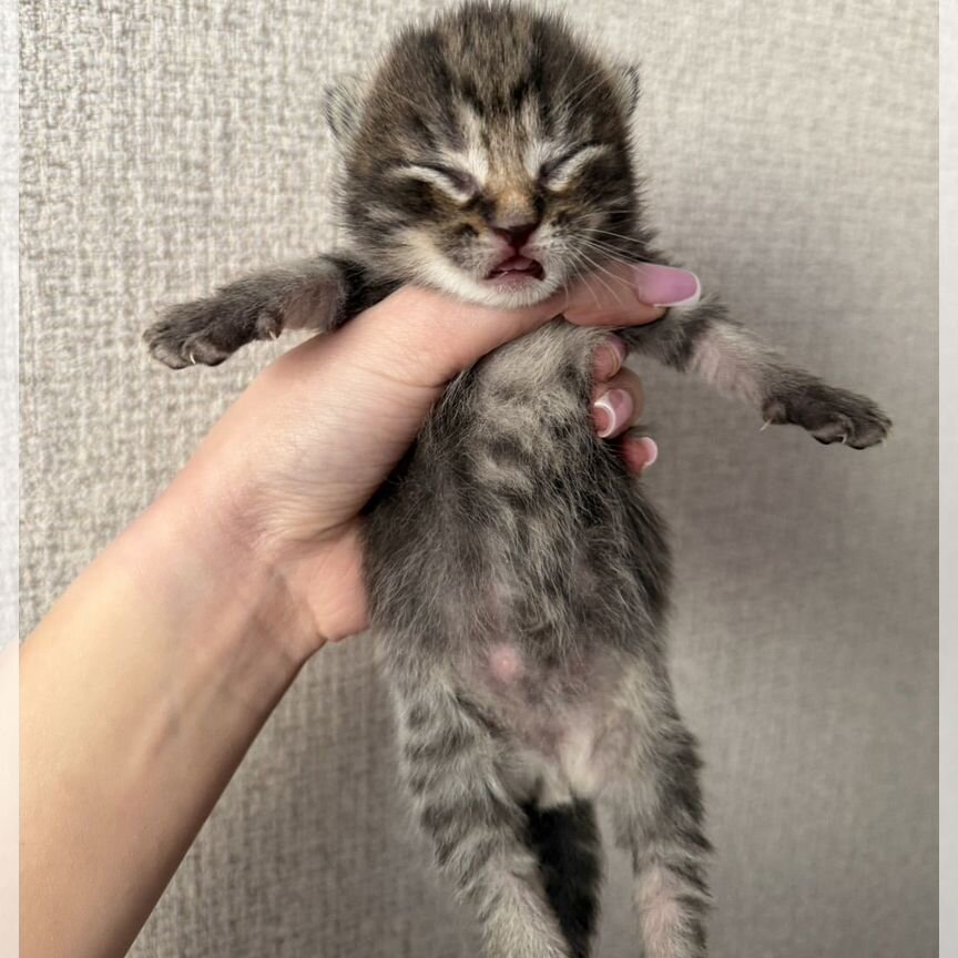 Шотландский прямоухий короткошёрстный котёнок