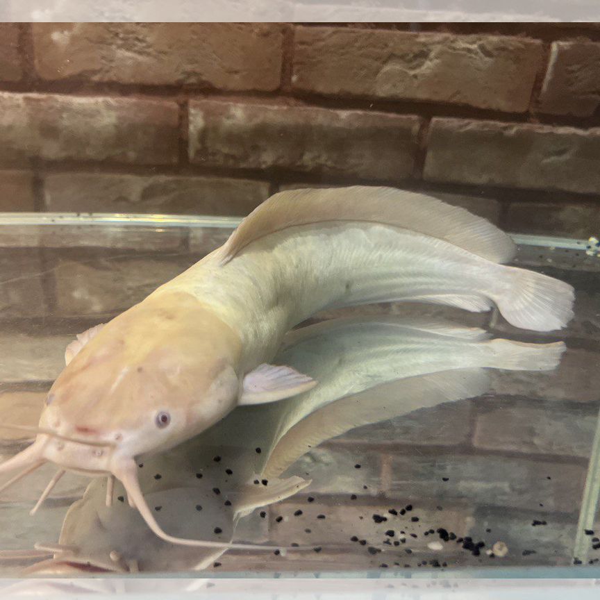 Аквариумные сомы Клариус Альбинос