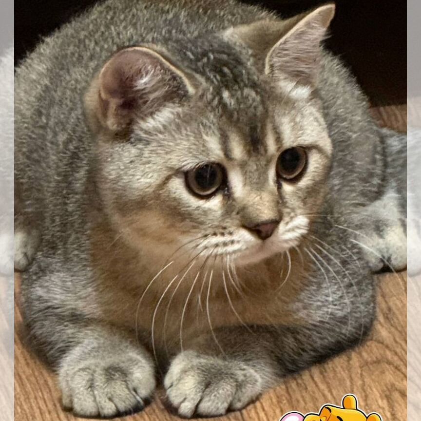 Британский короткошёрстный котёнок