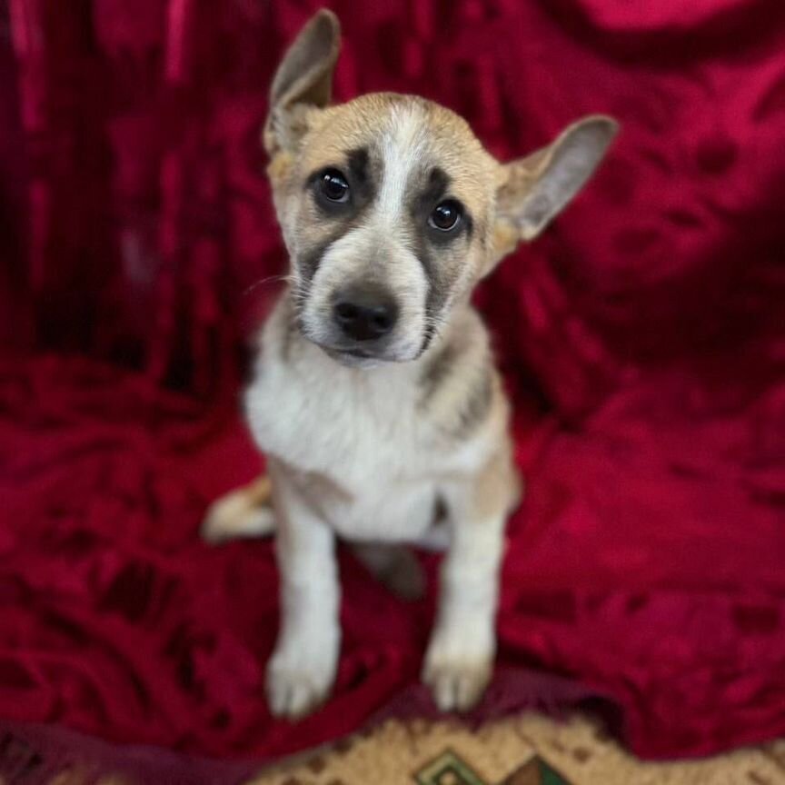 Бантик ищет дом