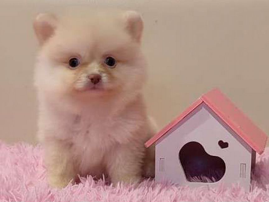 Шпиц мини кремик