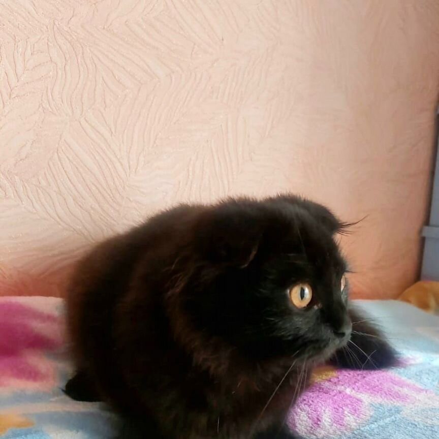 Яркая Маргарита в дар