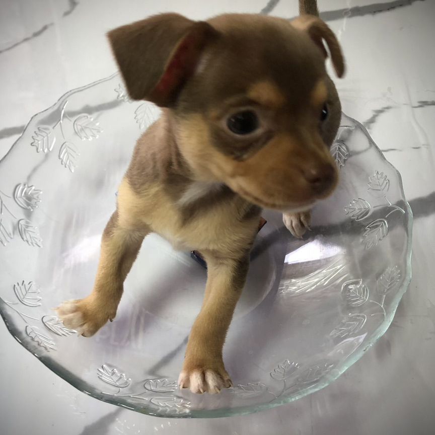 Продам щенков