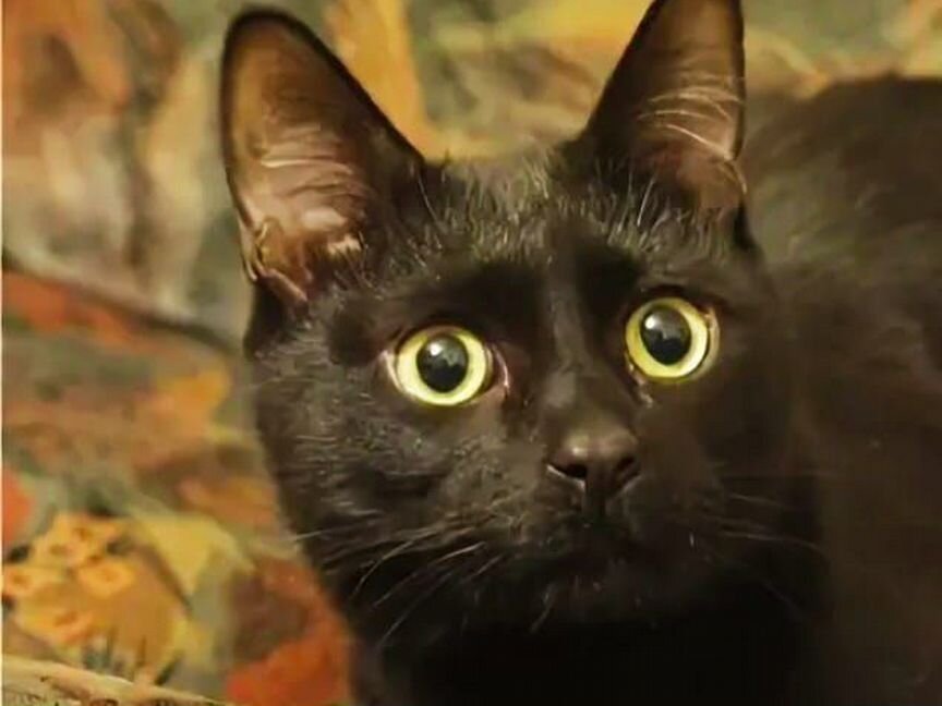 Малыш-Черныш(5 мес.,метис с британцем)