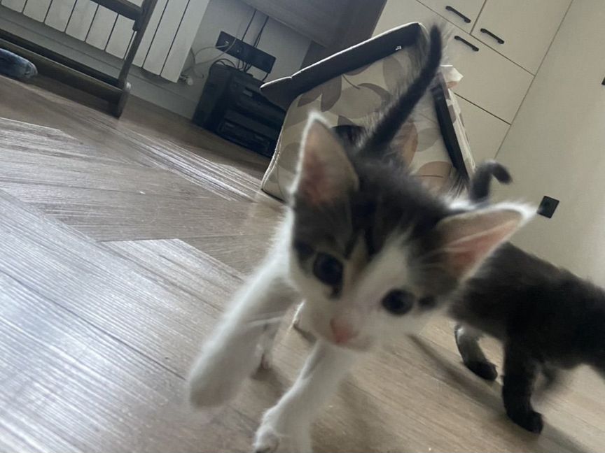 Котенок лучший друг