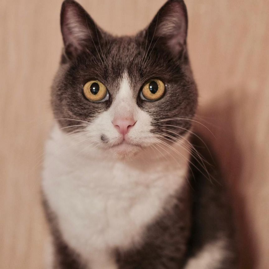 Кошке нужна семья