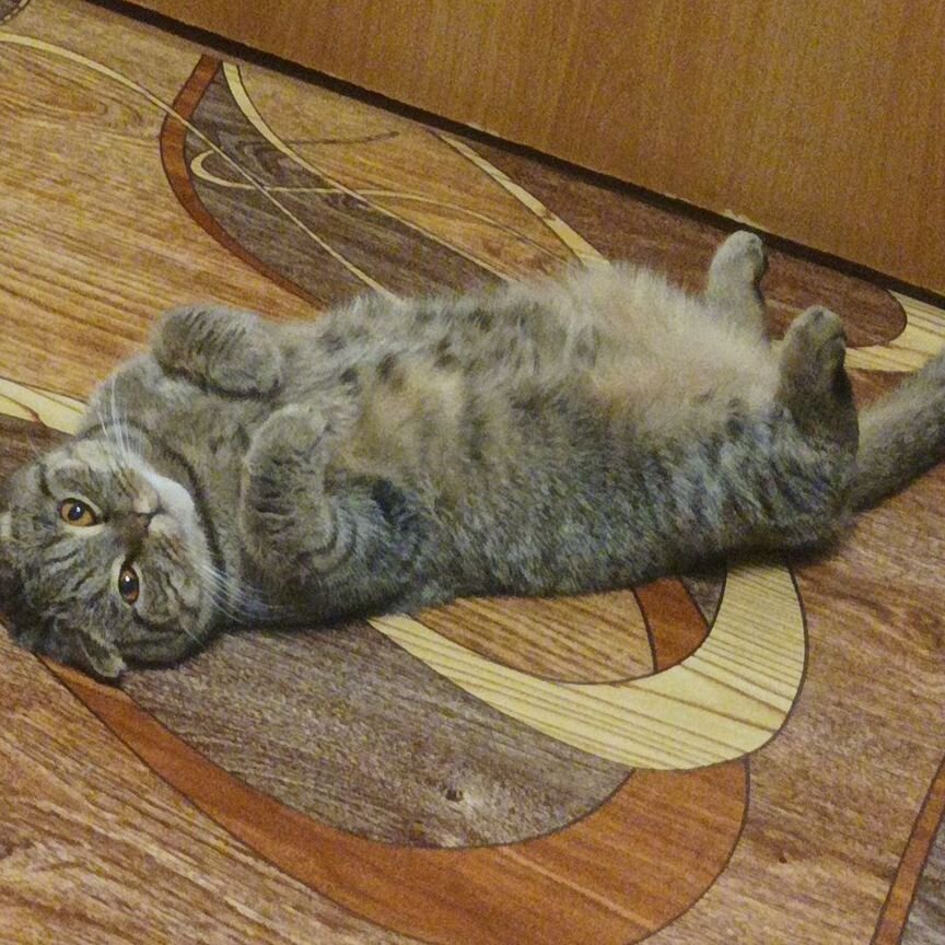 Кошка